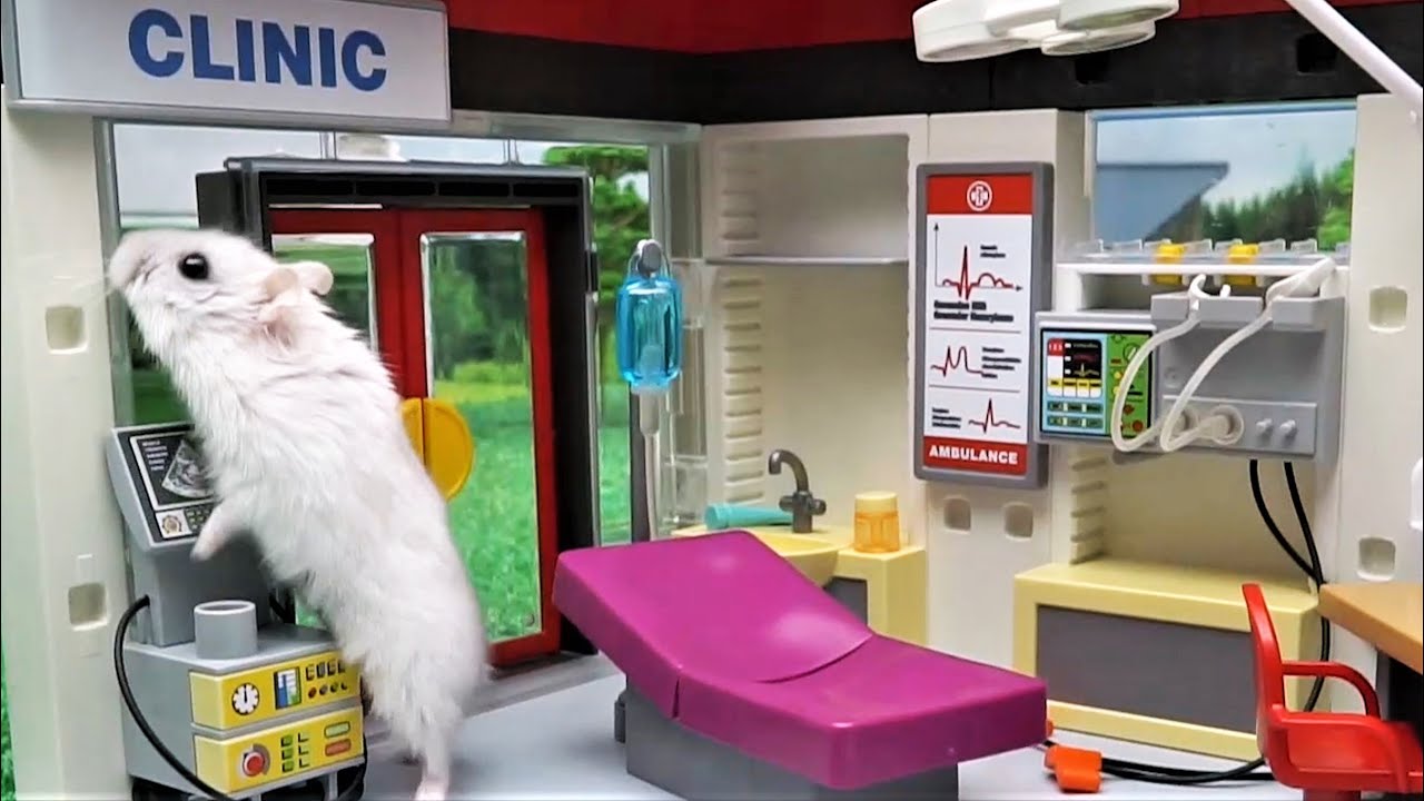Hamster in a hospital - My hamster is a doctor #shorts 3 - YouTube