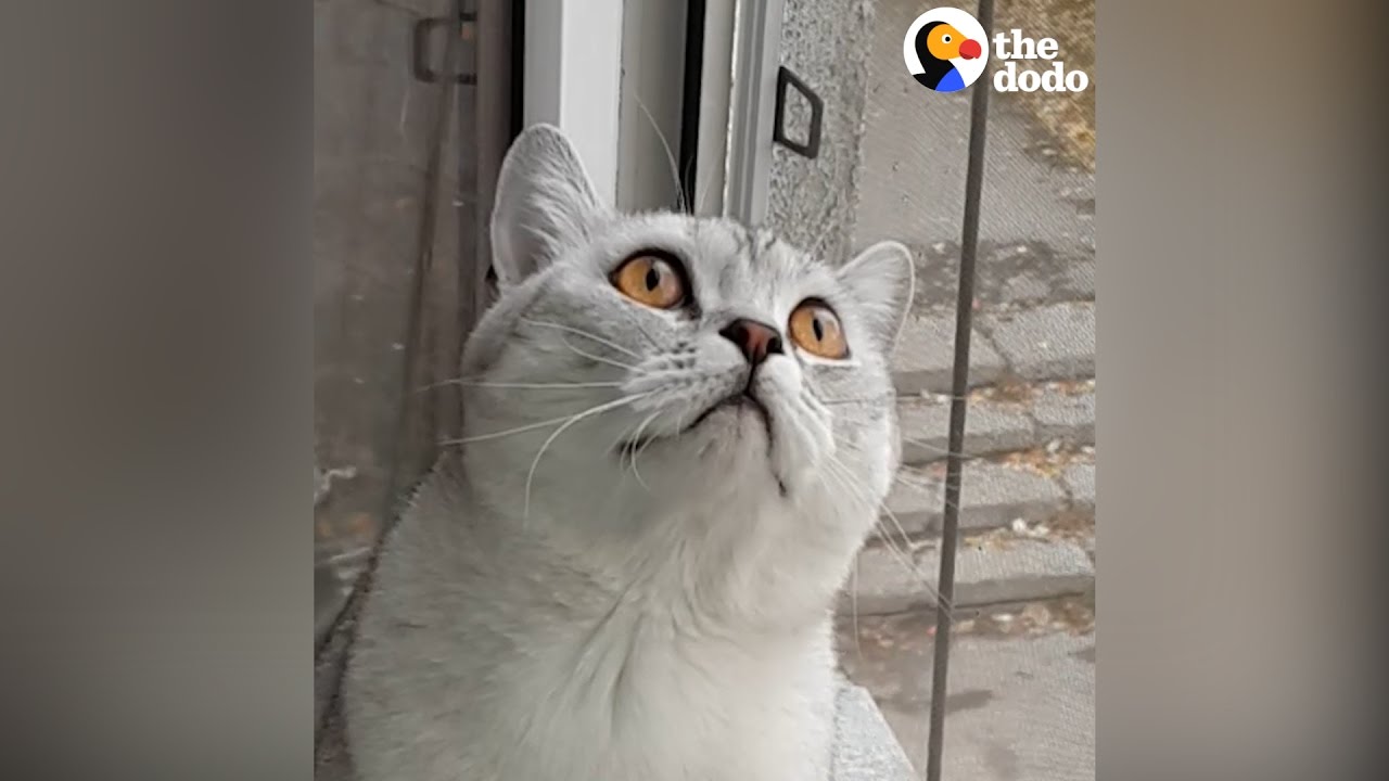 This Is The Most Intense Cat Ever - YouTube
