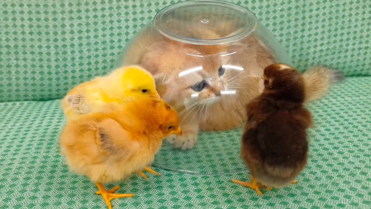 This Kittens Makes Friends With Chickens and It's So Adorable - YouTube