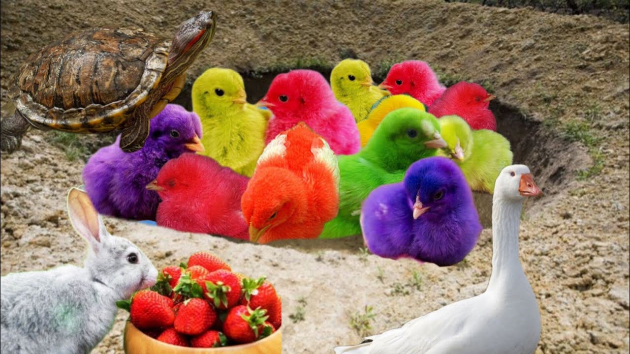 catch millions of cute chicks,rainbow chikens,colourful chicks,ducks ...