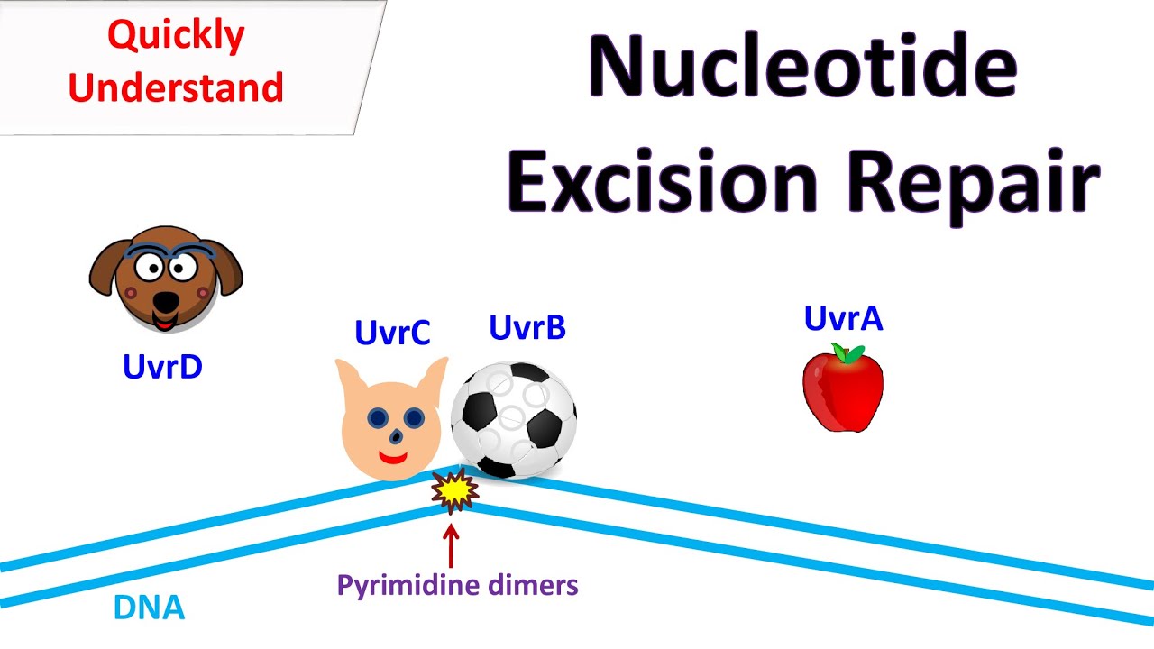 Nucleotide excision repair - YouTube