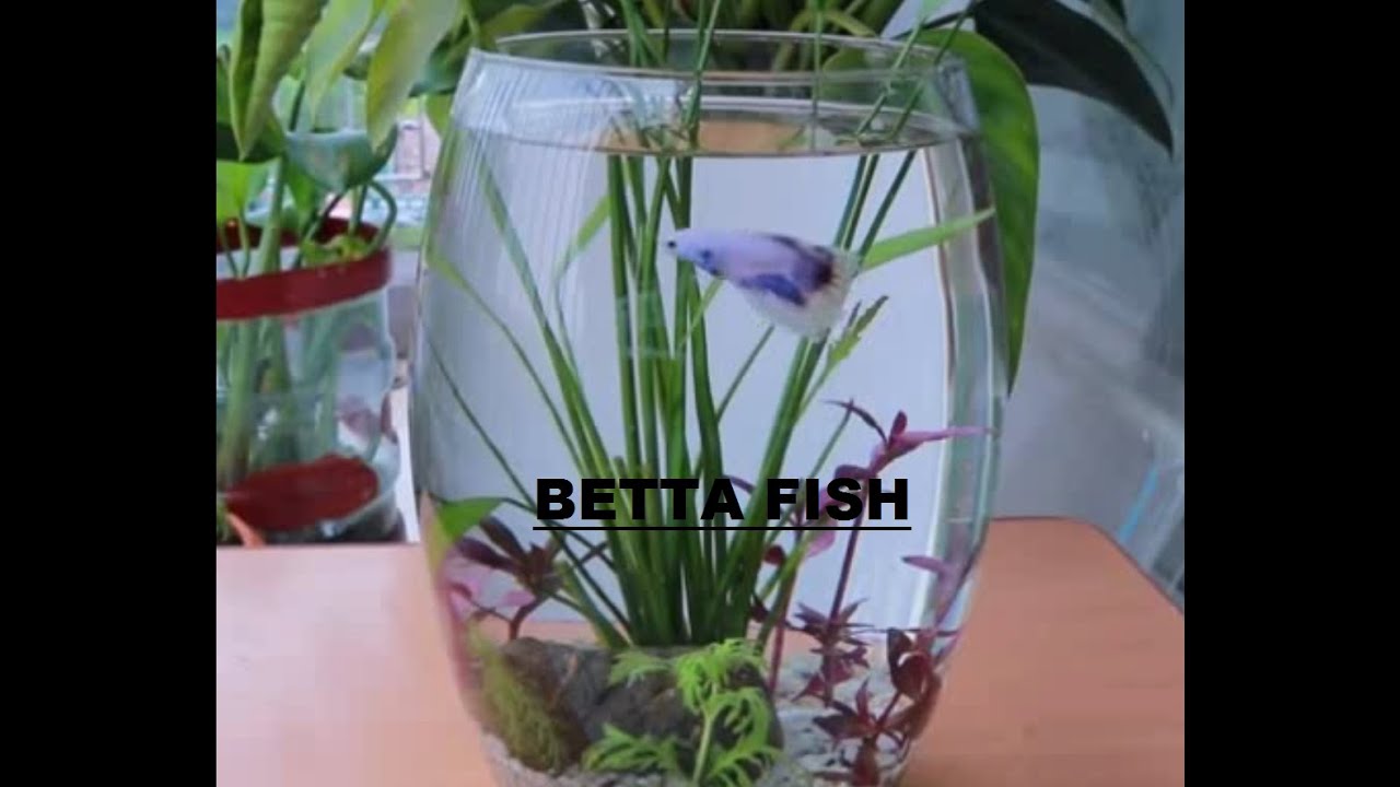 betta fish bowl | for beginners | aqua garden - YouTube