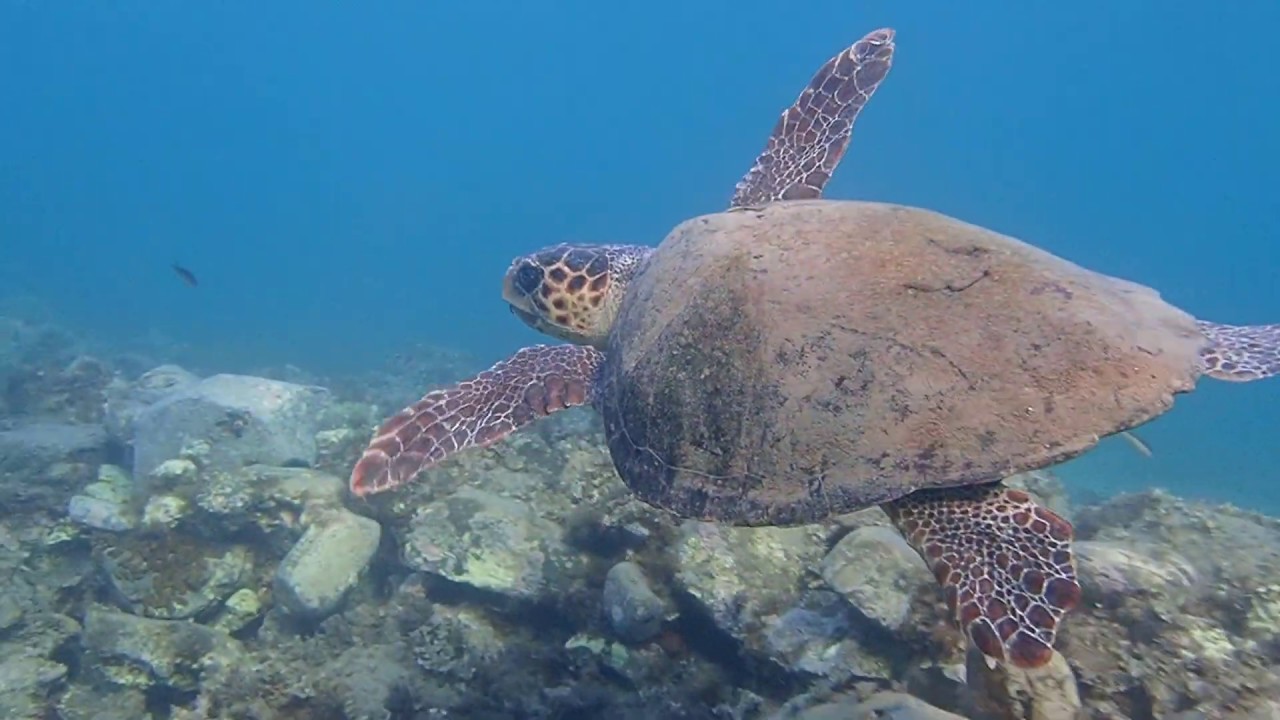 Snorkeling with a Loggerhead turtle! - YouTube