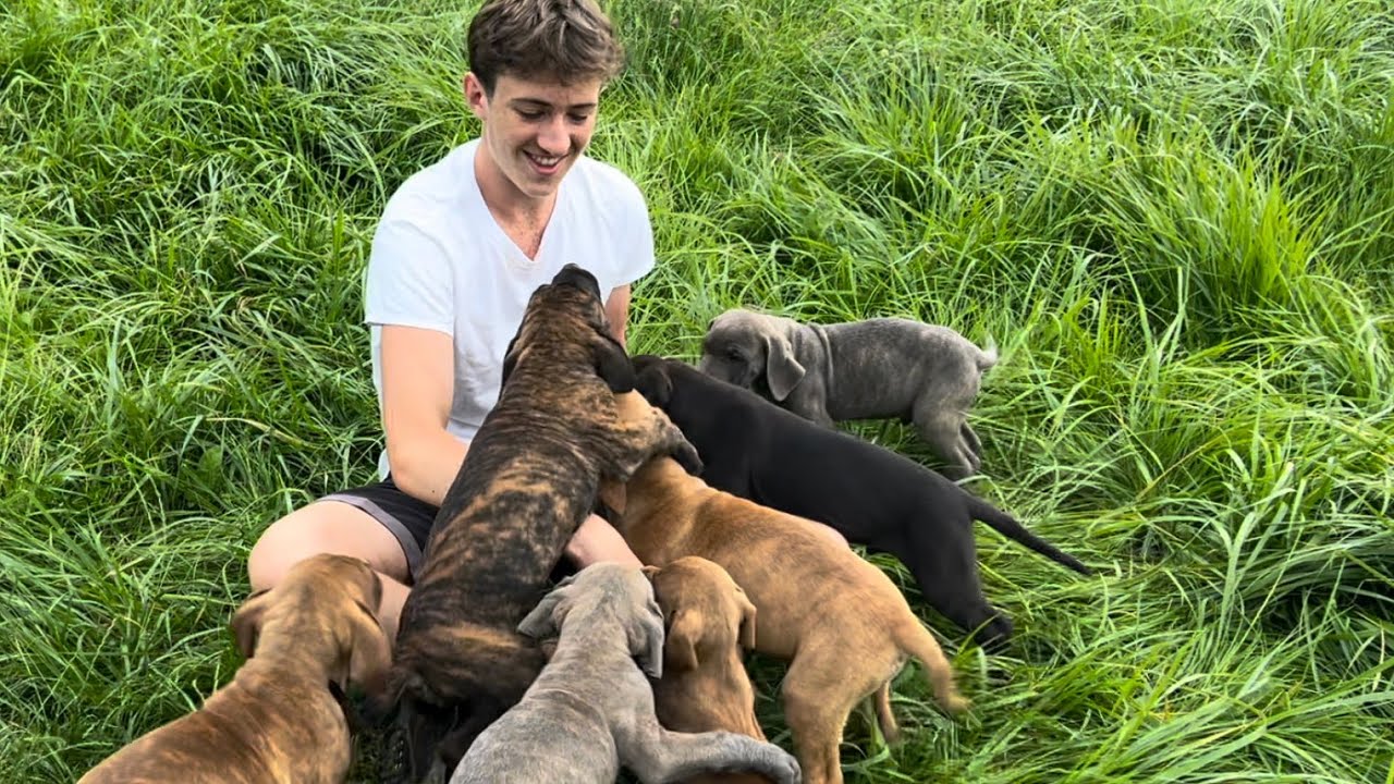 Olympicdogs: Mastiff hybrid pups for sale. "Bogan x Tritoe" @ 8 wks ...