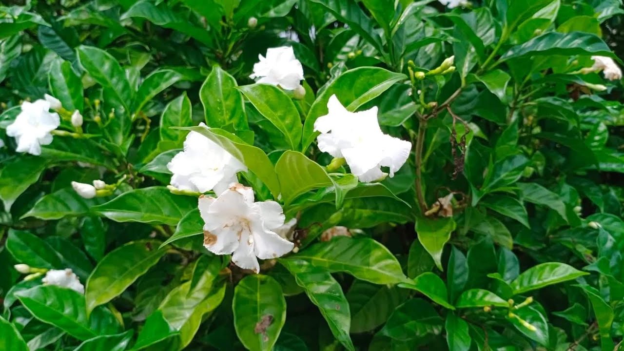 টগর ফুল গাছের পরিচর্যা। To take care of Togor flower #flowers # ...