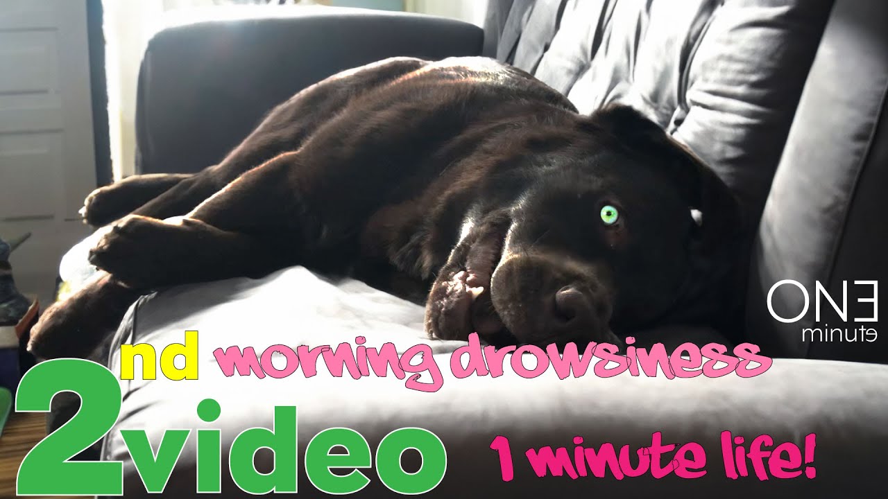 One Minute | Morning Drowsiness 🐶 #oneminute #drowsiness - YouTube