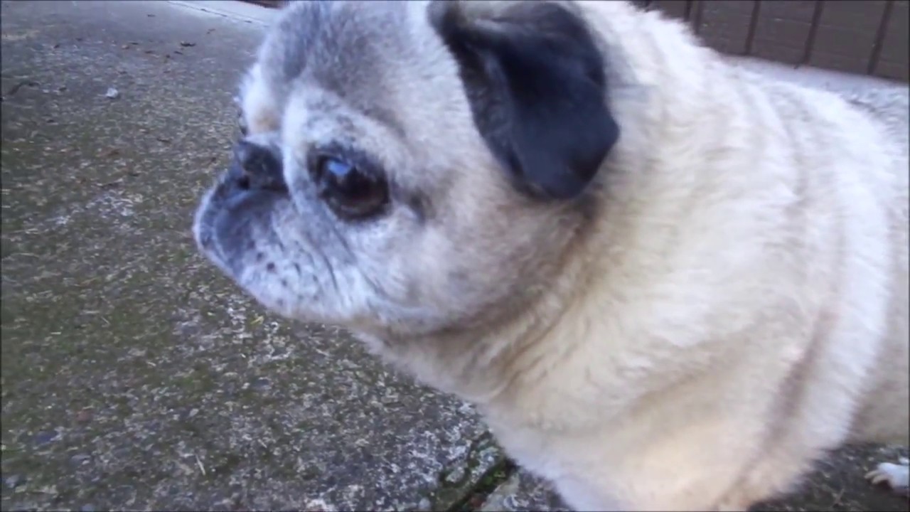 Pugs and Pancakes - YouTube