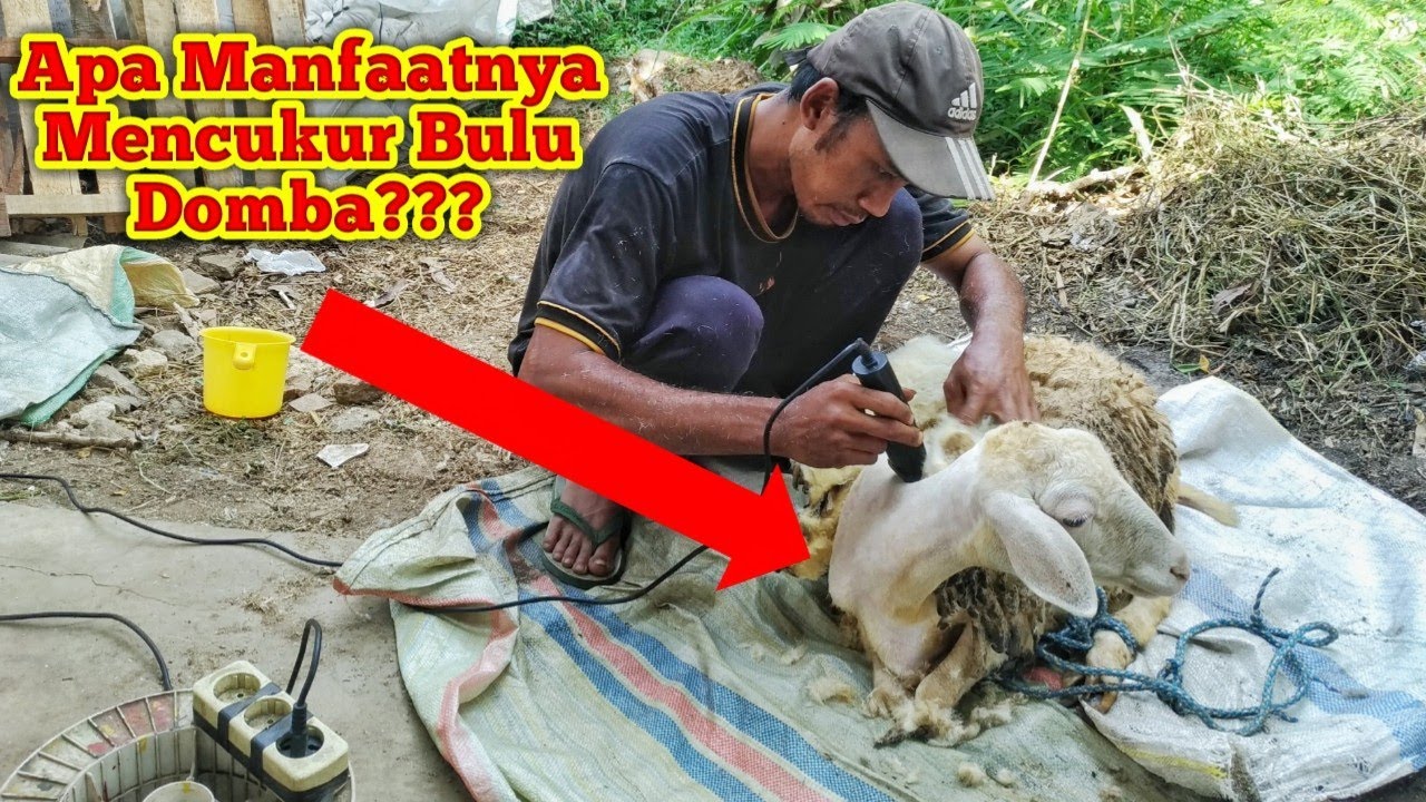 Cara Mencukur Bulu Domba dan Manfaat Mencukur Bulu Domba - YouTube