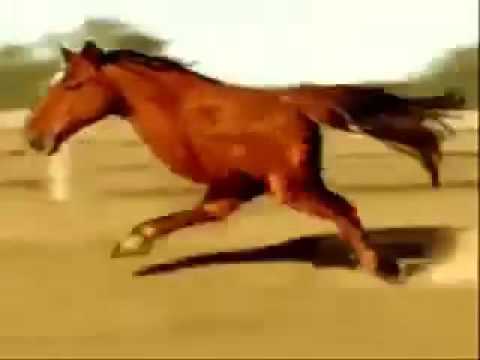 Cavalo de duas patas correndo!