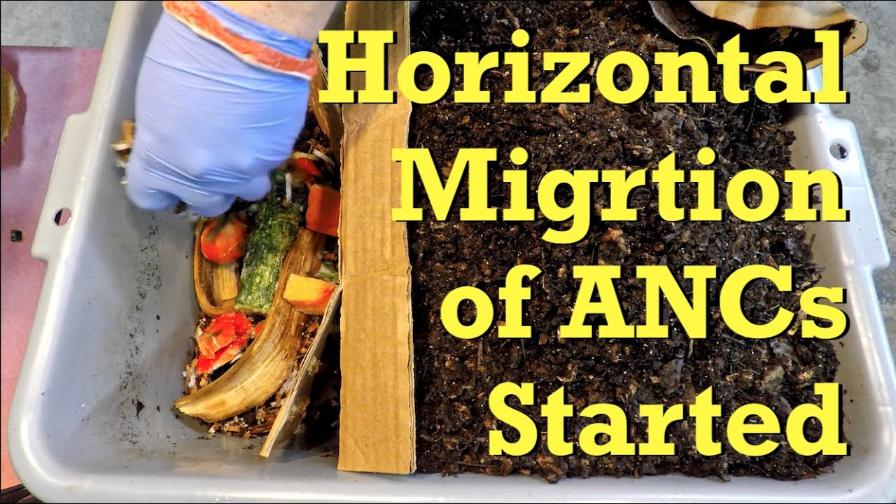 Foraging ANC nursery's migration started & adult worm bin fed - worm ...