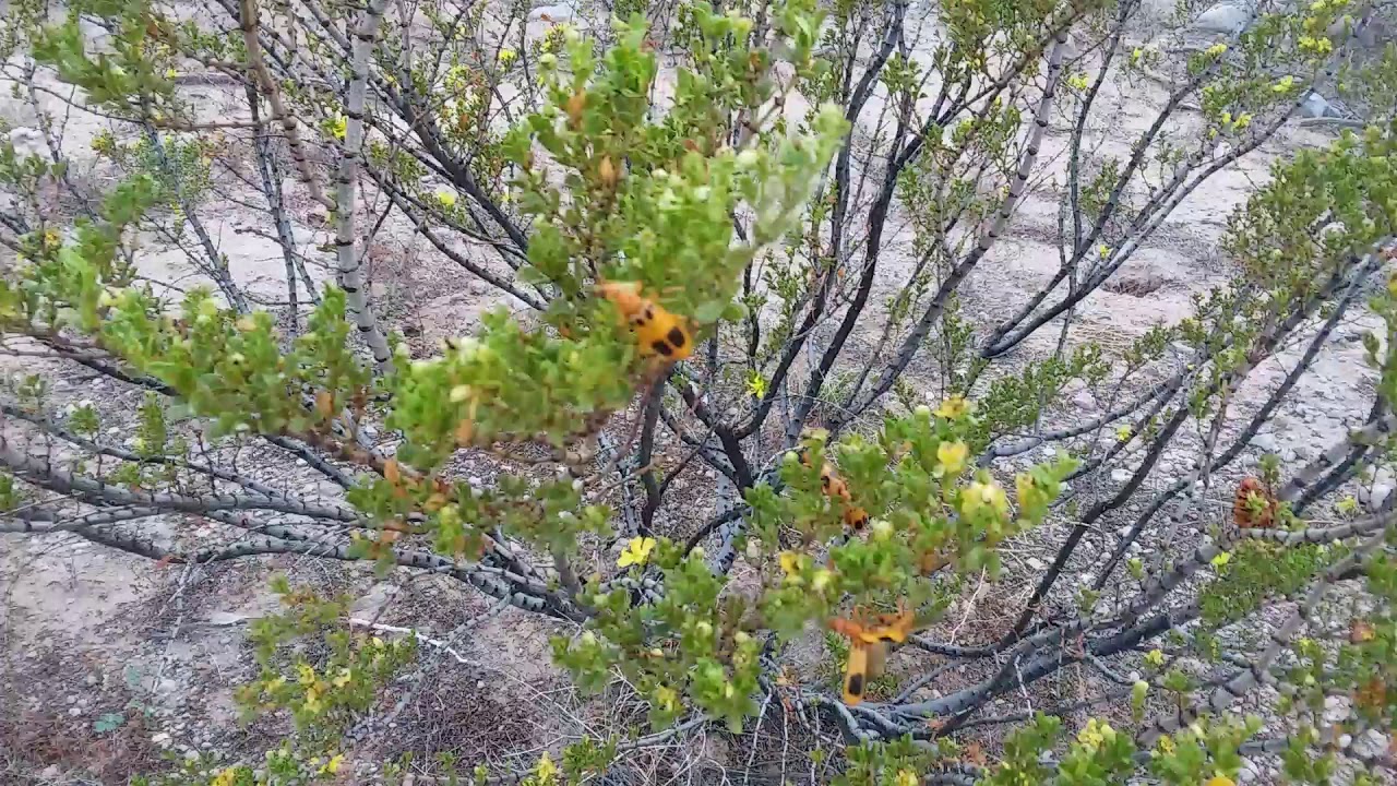 Blister beetles swarming on a flowering creosote bush - YouTube