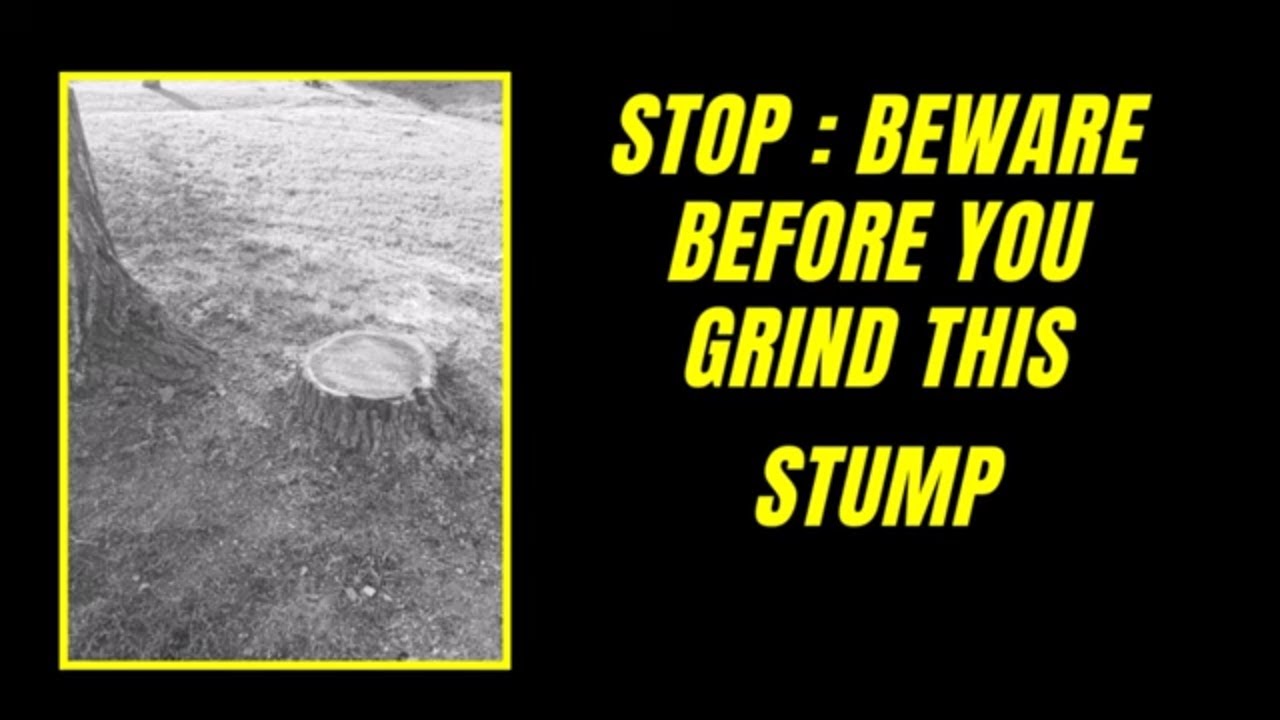 Beware of grinding a stump next to another tree also what's going on ...
