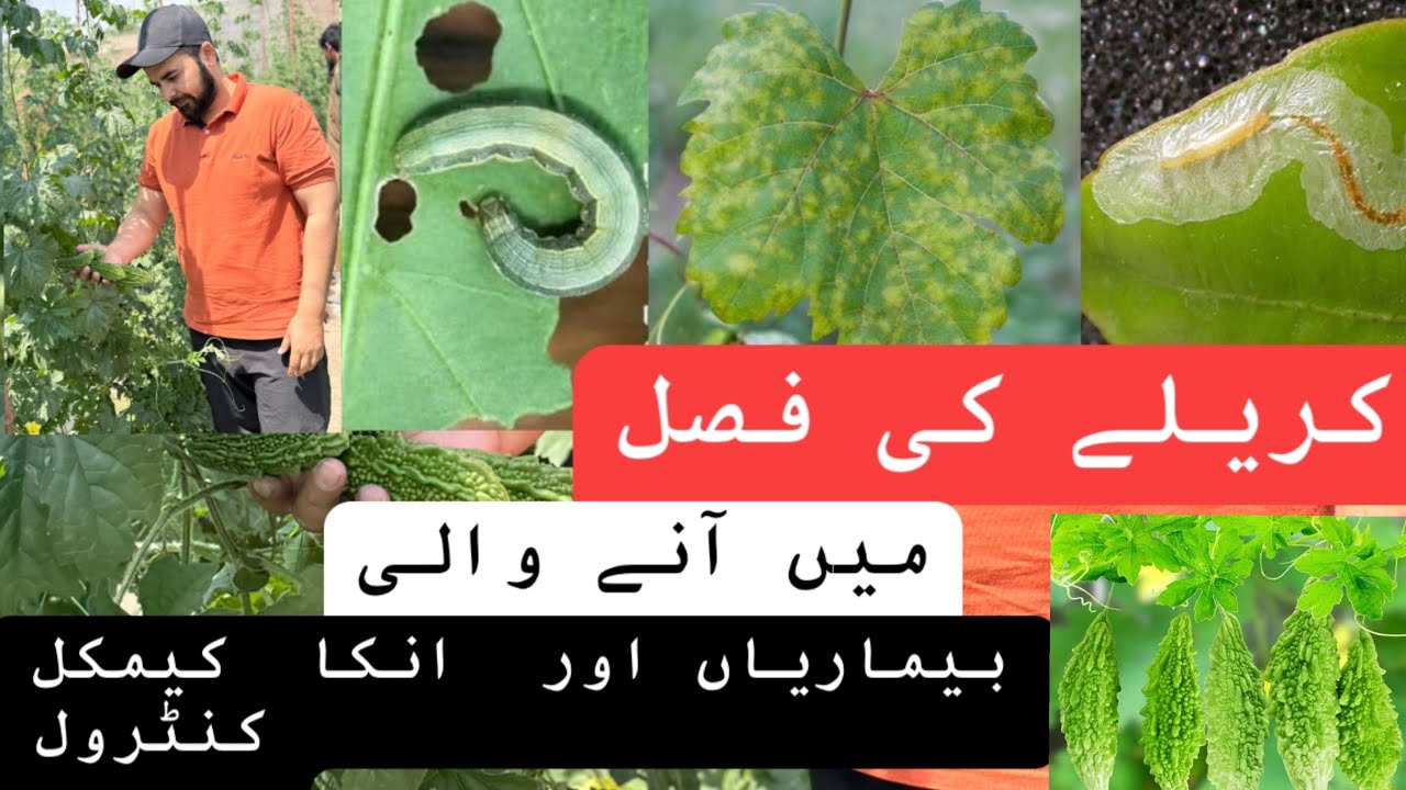 Bitter Gourd Crop disease and his chemical cantrol! - YouTube