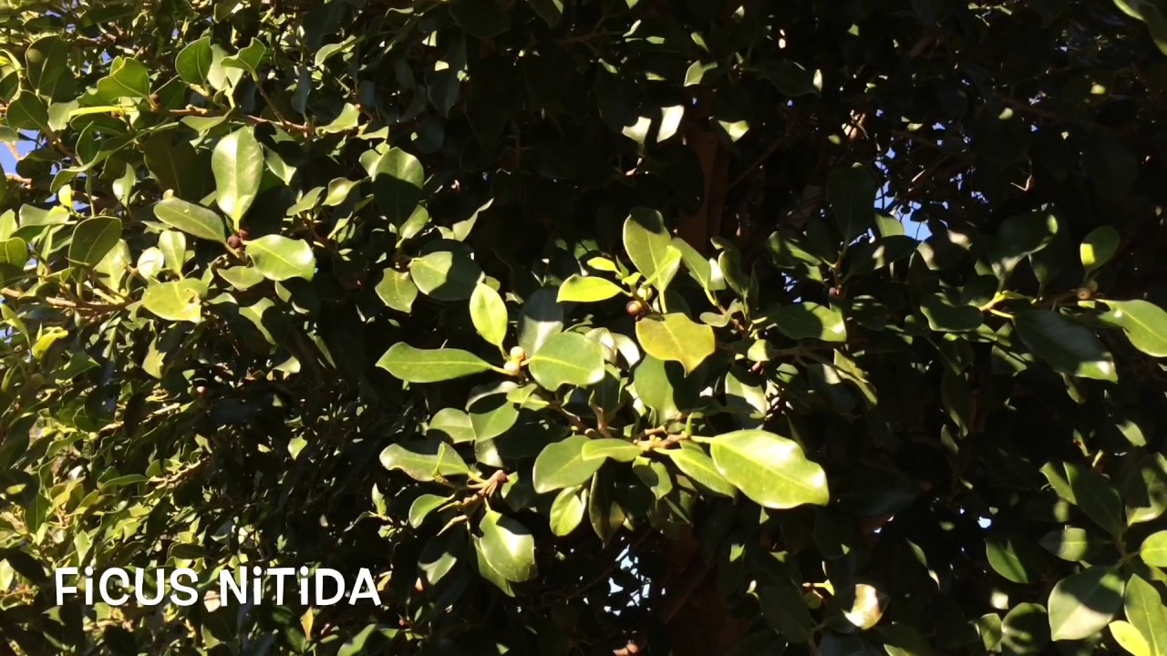 Ficus nitida. Garden Center online Costa Brava - Girona. - YouTube