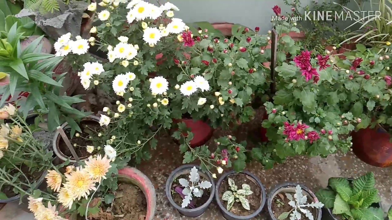 Winter look of my terrace garden, December overview of my terrace ...