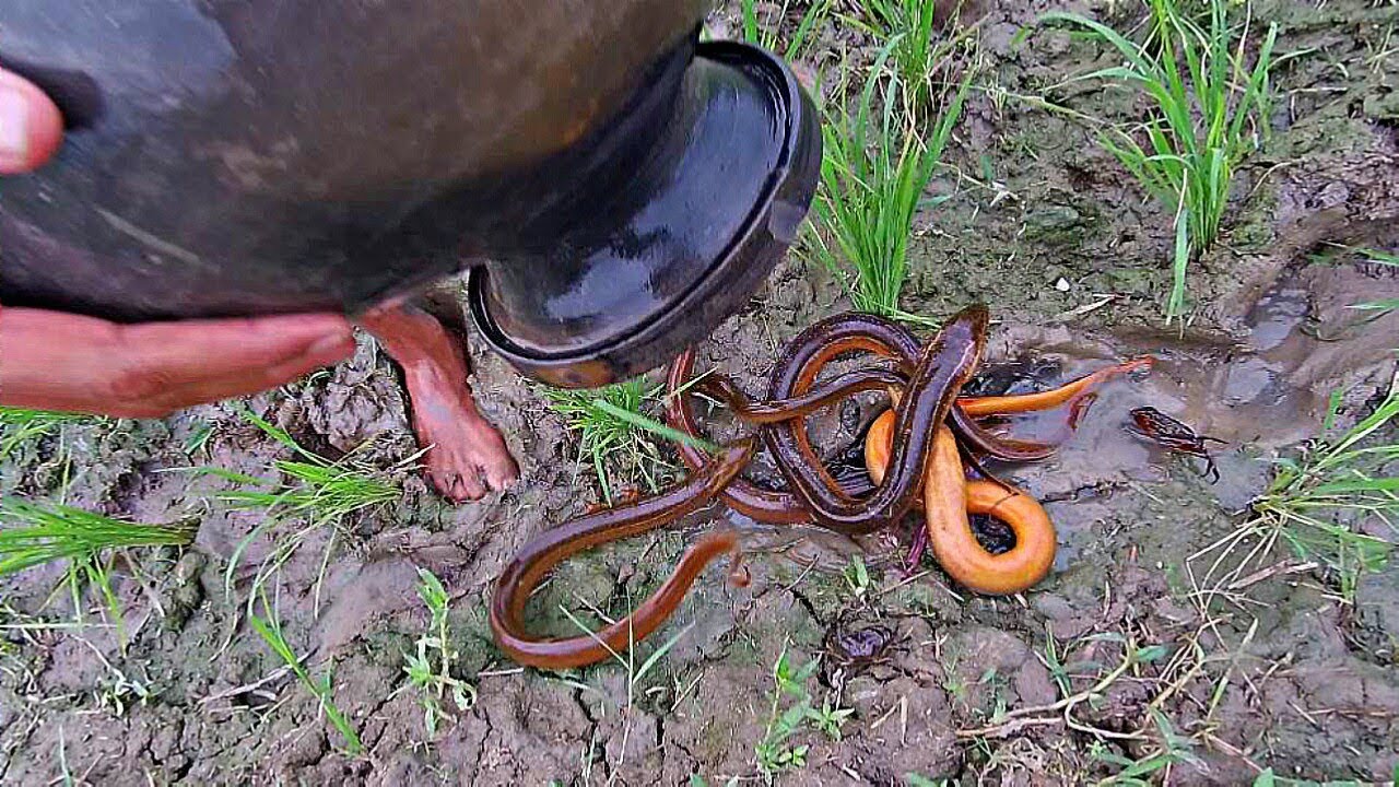 Best Eel Trap Fishing | Boy Make Eel Trap From Clay Pot - YouTube