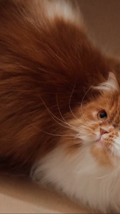 Chonky Cat VS. Tiny Boxes : The Ultimate Showdown! #cat #animal #shorts #funny #fyp #bird - YouTube