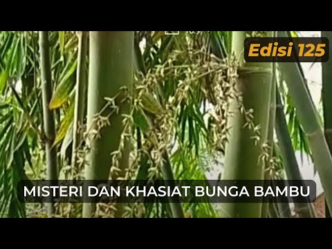 Misteri Dan Khasiat Bunga Bambu | Edisi 125 - YouTube