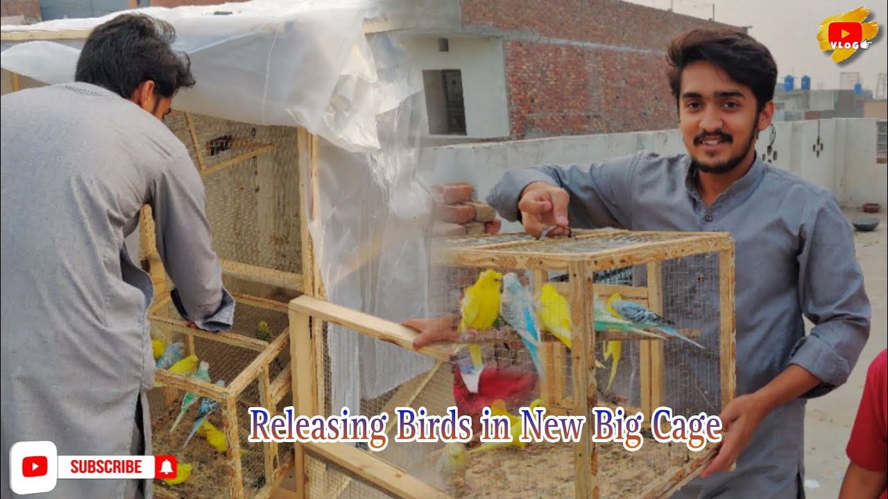 Finally new cage me birds chor diye || Birds releasing || SA Life - YouTube