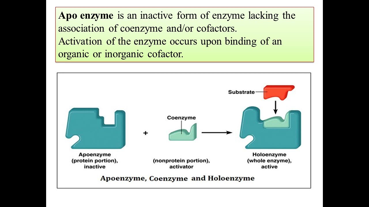 Enzymes-01-Holo enzyme,apo enzyme,co enzyme&cofactor-BU/BCU–VI SEM P-8 ...