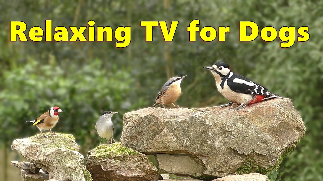 Relax Your Dog TV ~ Enchanting Bird Sounds for Dogs ⭐ 10 HOURS ⭐ - YouTube