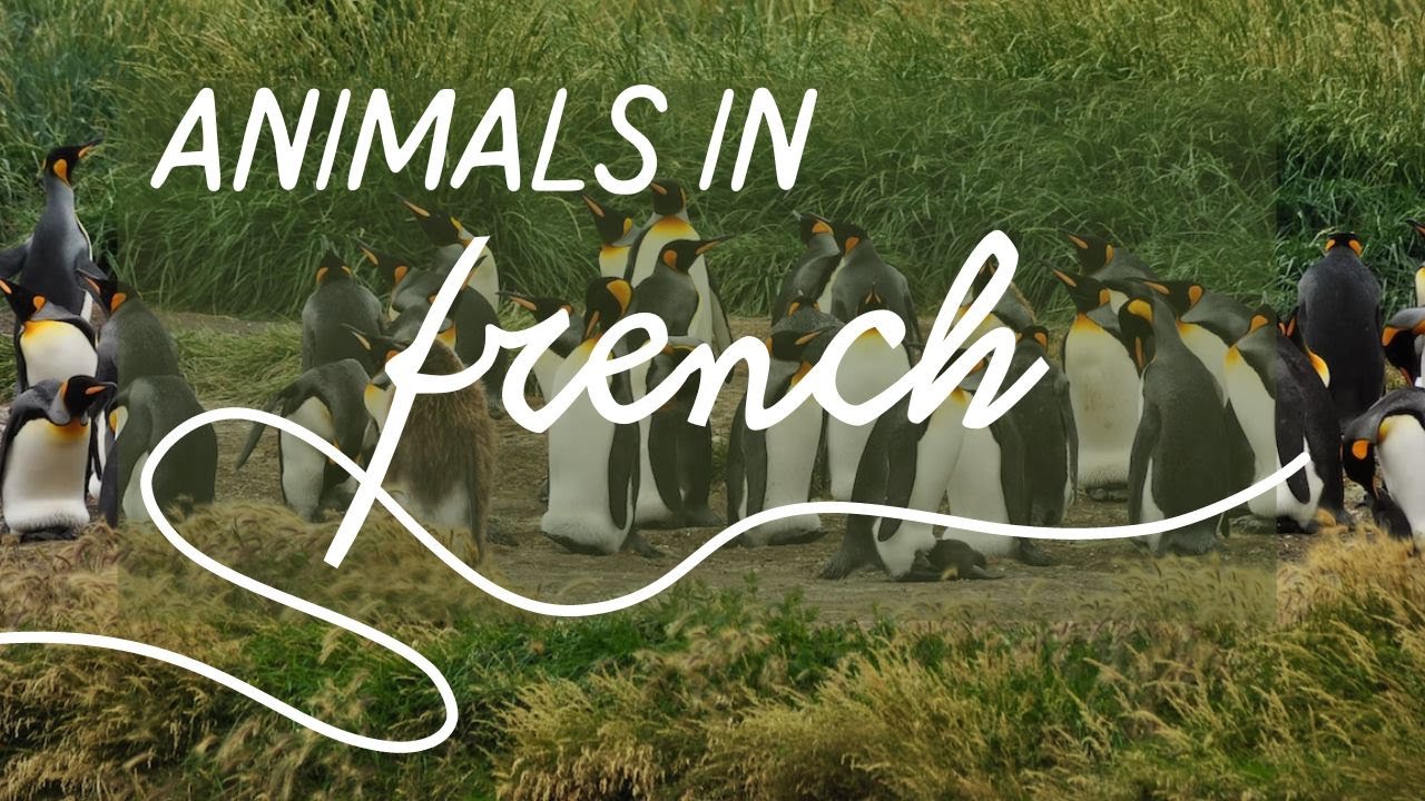 Learn The Animals In FRENCH How To Pronounce The Most Common ANIMALS learn-the-animals-in-french-how-to-pronounce-the-most-common-animals