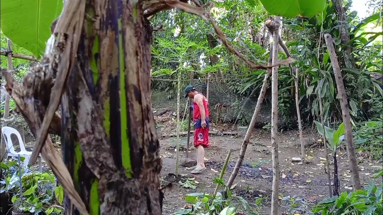 Gumawa ako ng balag ng kalabasa at Sayote @Dan seelips - YouTube
