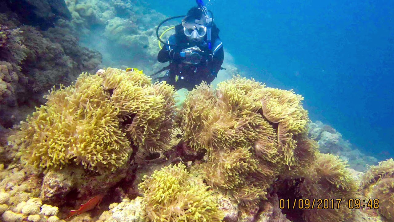 DIVING IN RED SEA - MARINE LIFE - YouTube