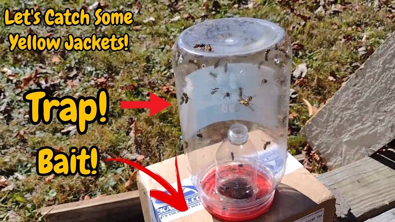 Yellow Jacket Trap For Beekeepers - YouTube