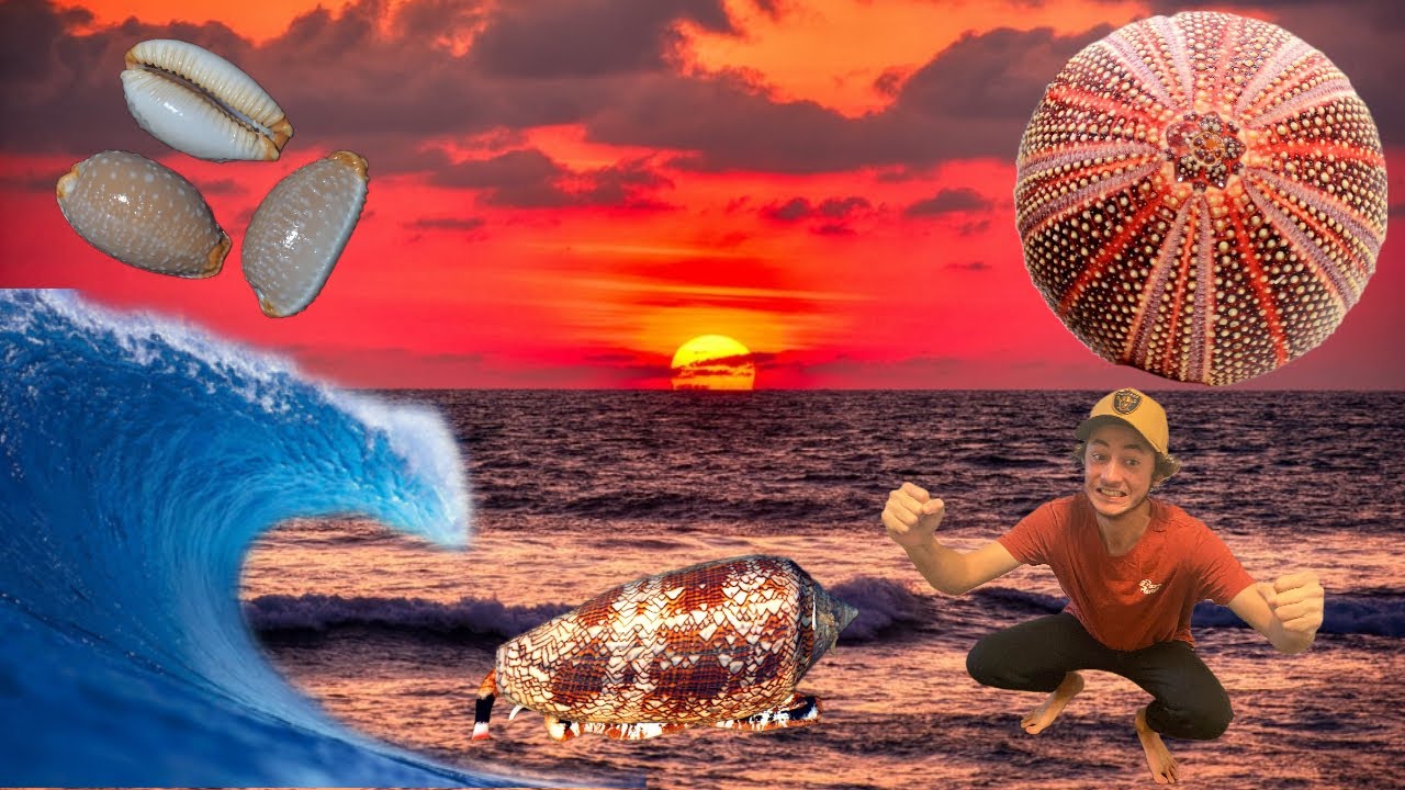 1/100,000 RARE COWRY, CONE, TURBO SEASHELL FINDS | TOP 10 SEASHELL ...