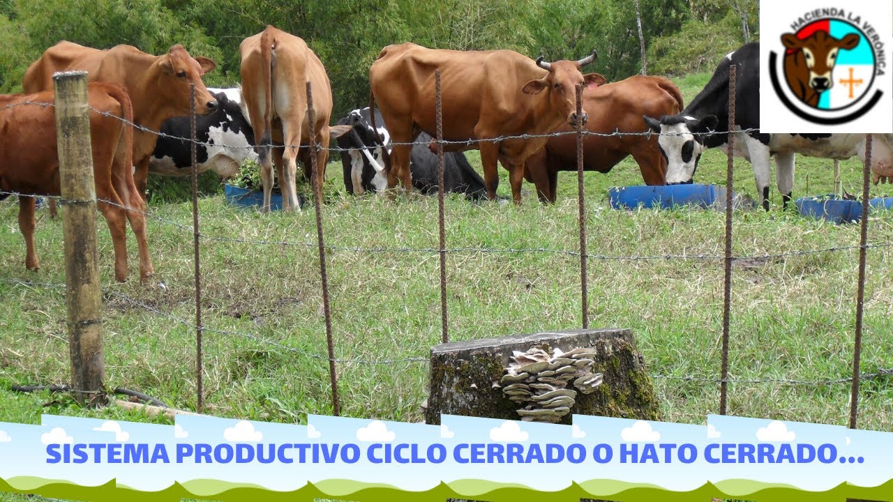 SISTEMA PRODUCTIVO DE CICLO CERRADO O HATO CERRADO - YouTube