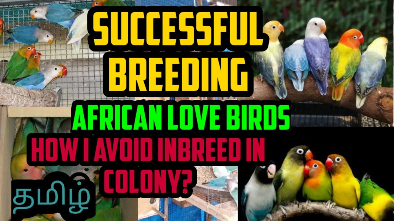 Successfull african love birds breeding| How to avoid inbreeding in ...