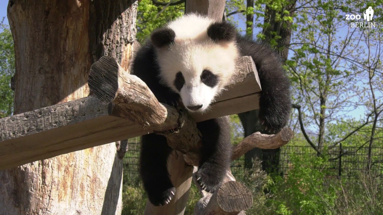 M de Pandas Im Zoo Berlin Tired Pandas At Zoo Berlin YouTube m-de-pandas-im-zoo-berlin-tired-pandas-at-zoo-berlin-youtube