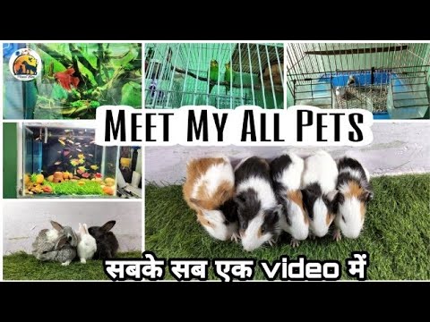 Meet My All Pets || All in One Video Budgies, Zebra Finch, Guinea Pig ...
