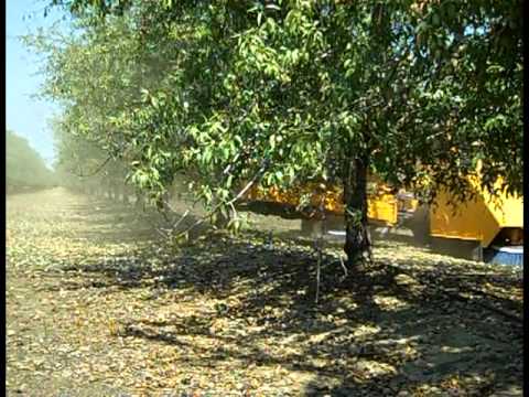 Day in Agriculture: California Almond Harvest - YouTube