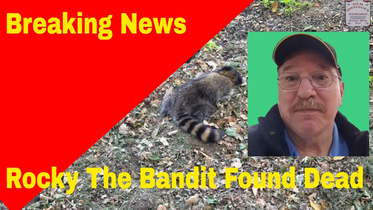 Rocky The Bandit Found Dead By The Shed - YouTube