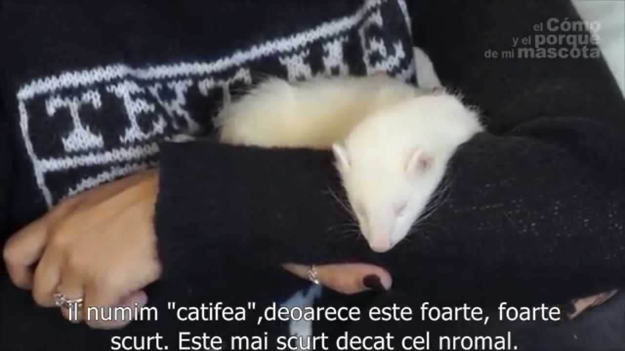 DIHORI - Tipuri de dihori in functie de morfologie si blana - YouTube