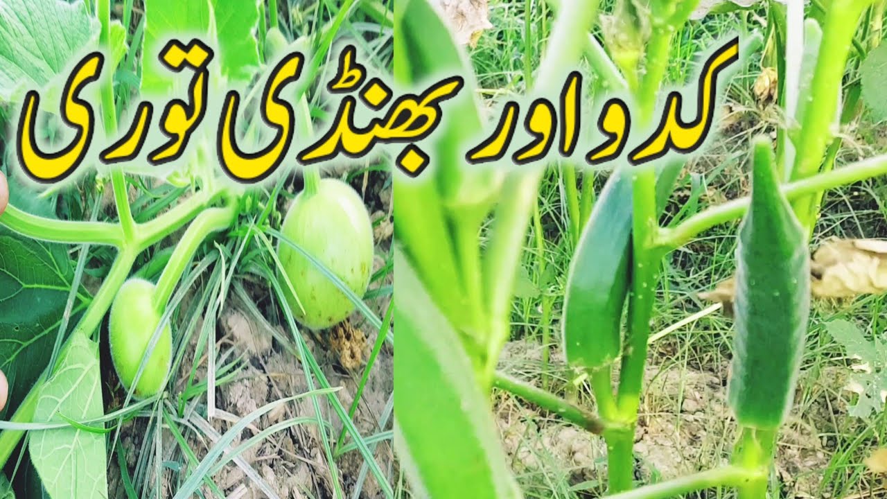 Ladyfinger (bhindi) Farming | hybrid kaddu Farming pumpkin Kadu k Faidy ...