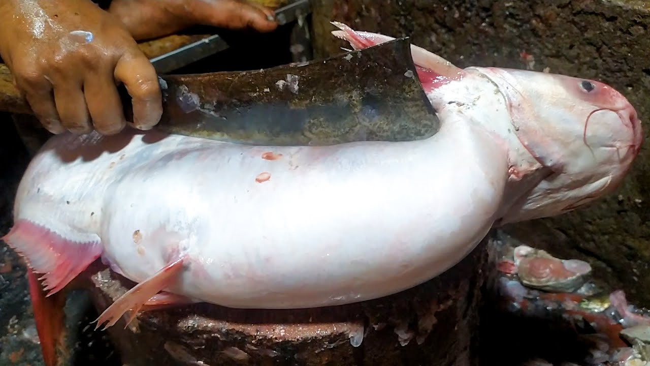 Like a Boss You See!!! | Wonderful Pangas Fish Cutting Skills By Young ...