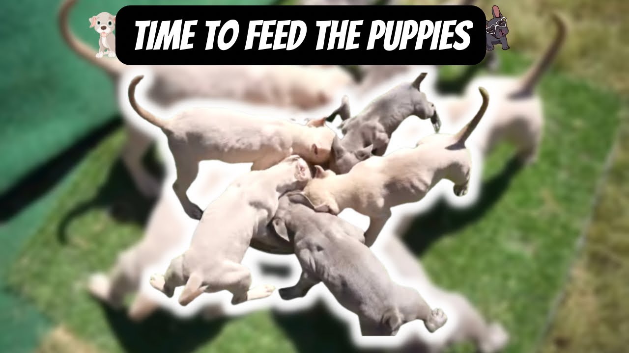 Feeding Time Youtube