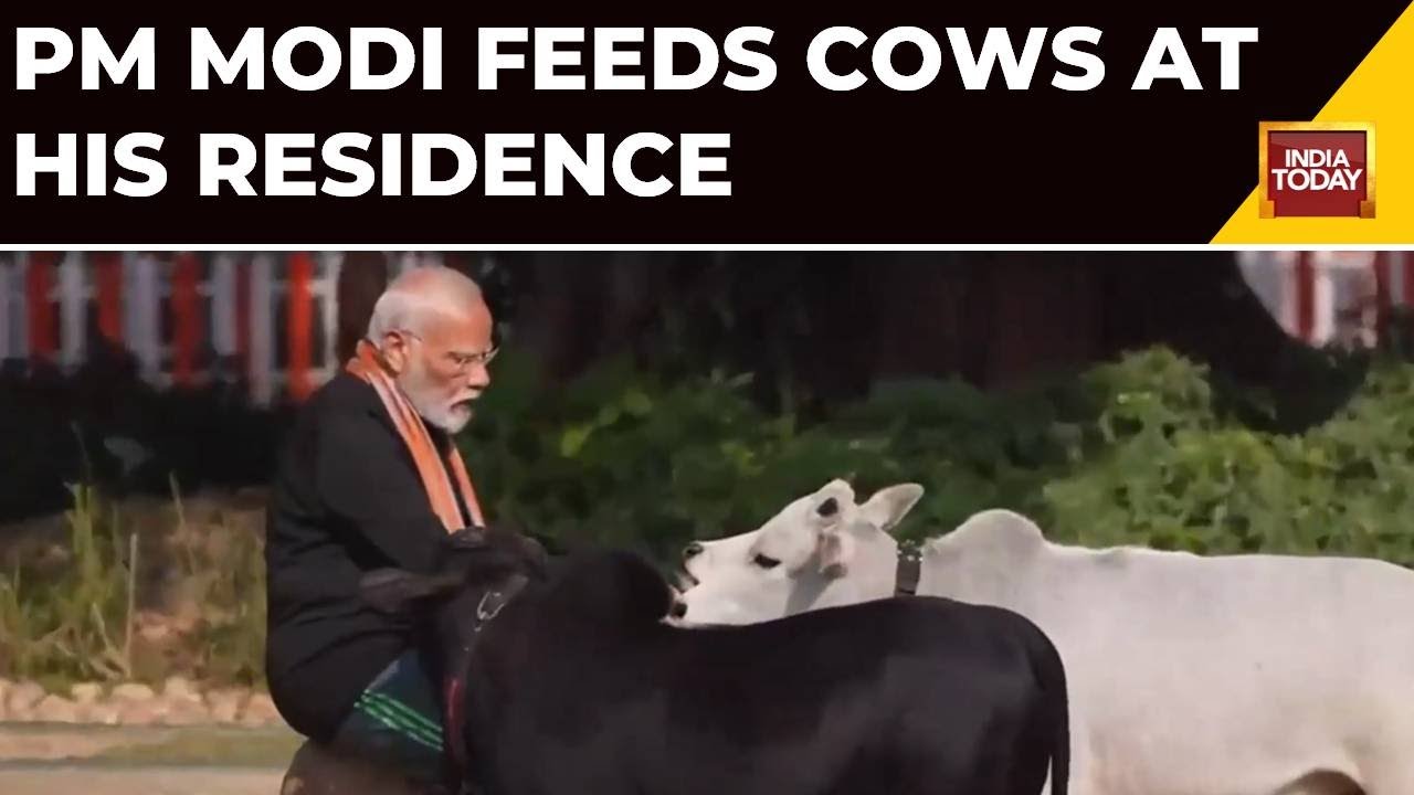 Watch: PM Modi Feeds Cows At His Residence On 'Makar Sankranti' - YouTube