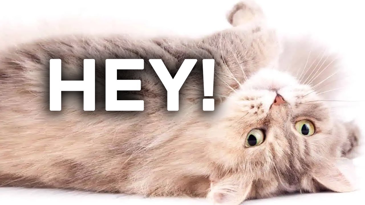 Why Does Your Cat Flop Down in Front of You - YouTube