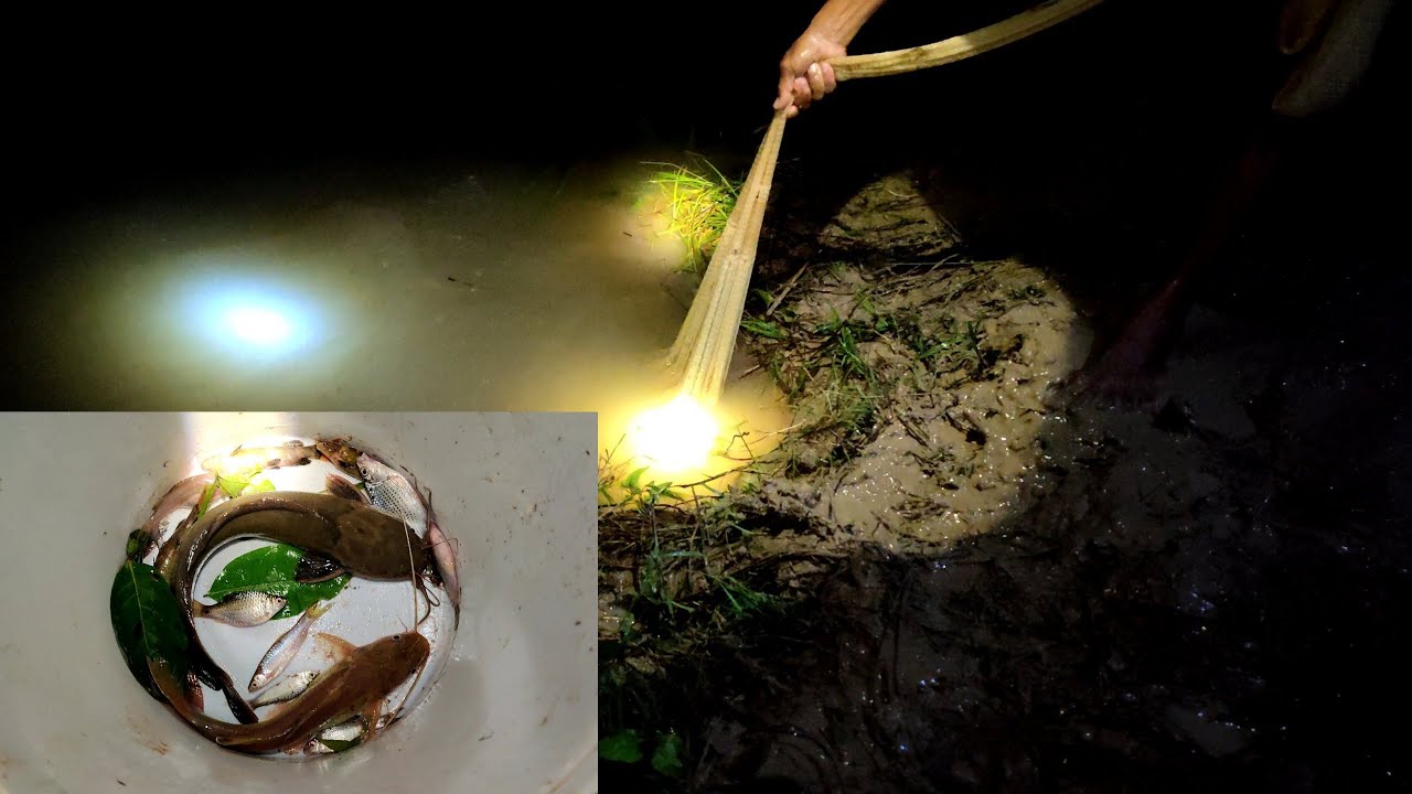 Amazing! Finding fish at night using nets - Fishing video. - YouTube