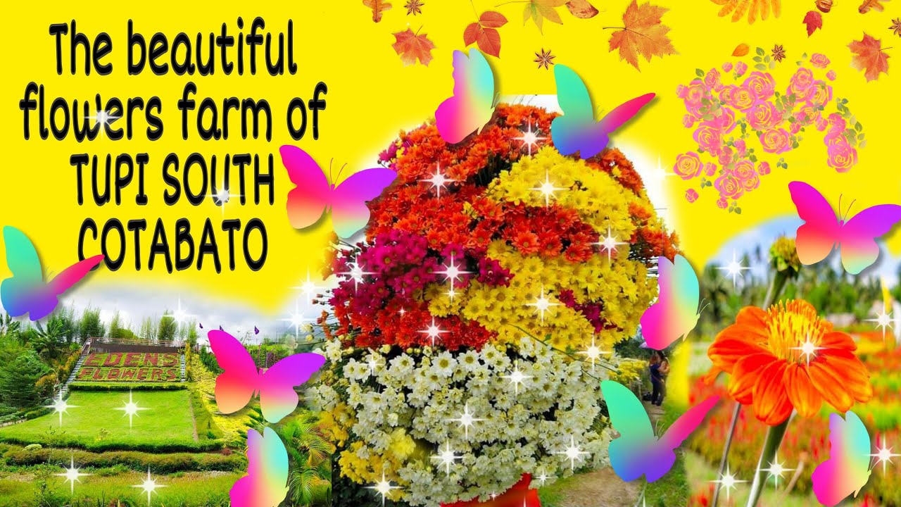 The beautiful flowers farm of Tupi South Cotabato - YouTube