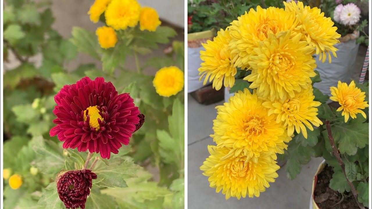 How to grow Guldavari plant by cutting | U will get a lot of flowers ...