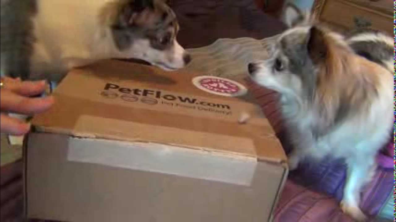 PetFlow.com Spoiled Rotten Box January 2013 - YouTube
