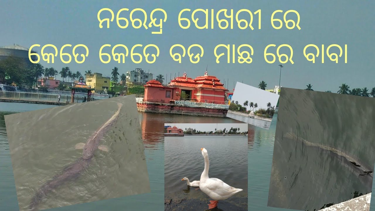 Narendra pokhari, puri - YouTube