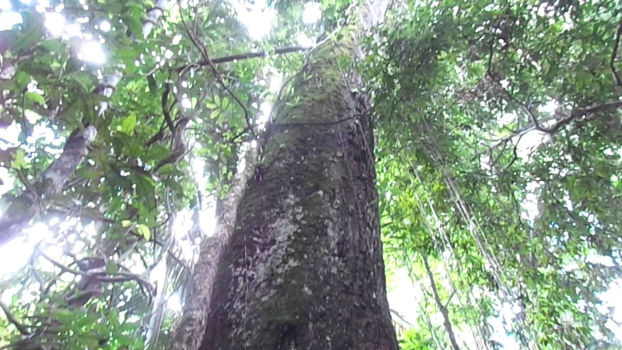 Árvore de Cedro Mara - YouTube
