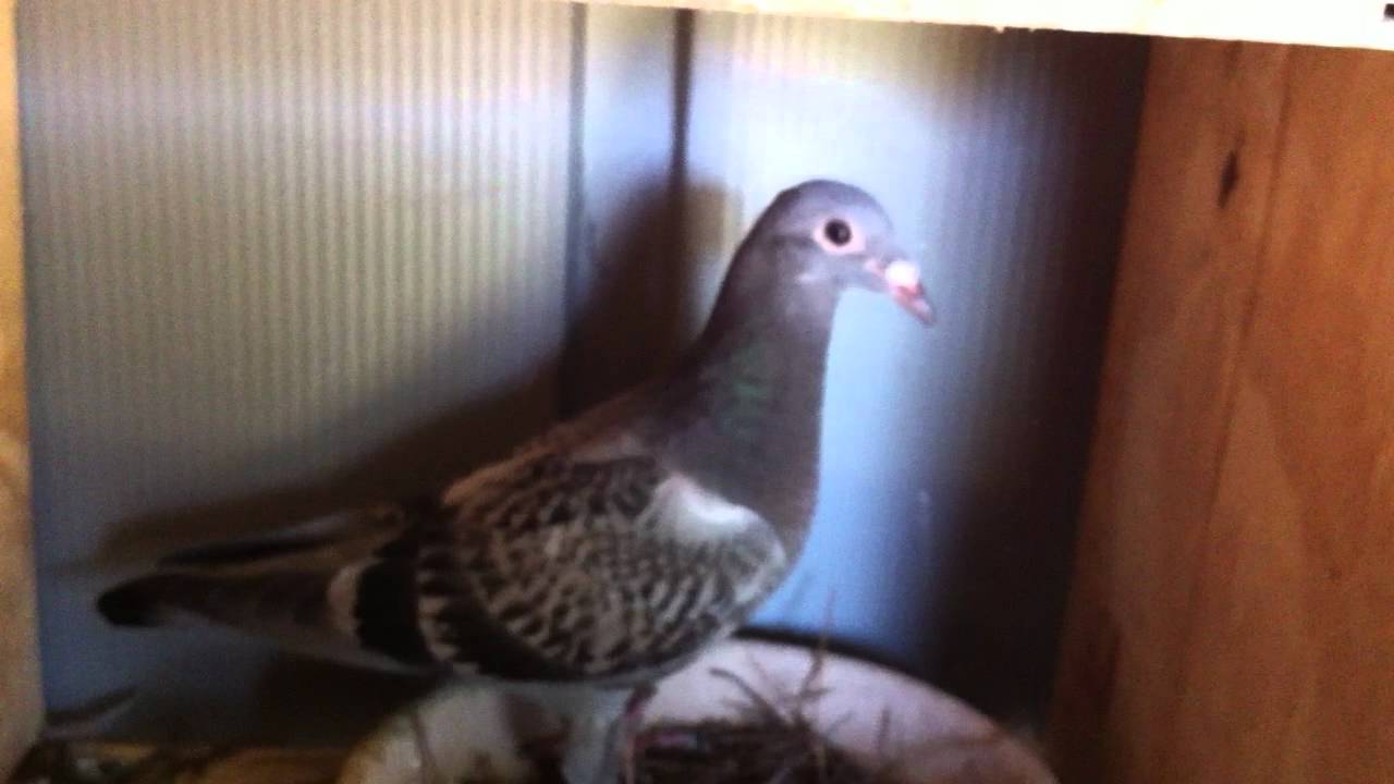 best racing homing pigeons 2012 winner birds - YouTube