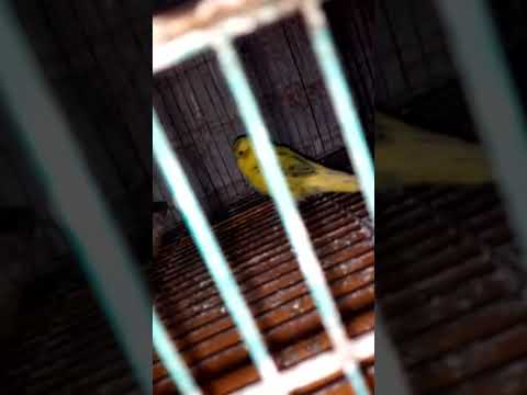buggies parrot || parrot care in summer || Bird Floow tampretur - YouTube